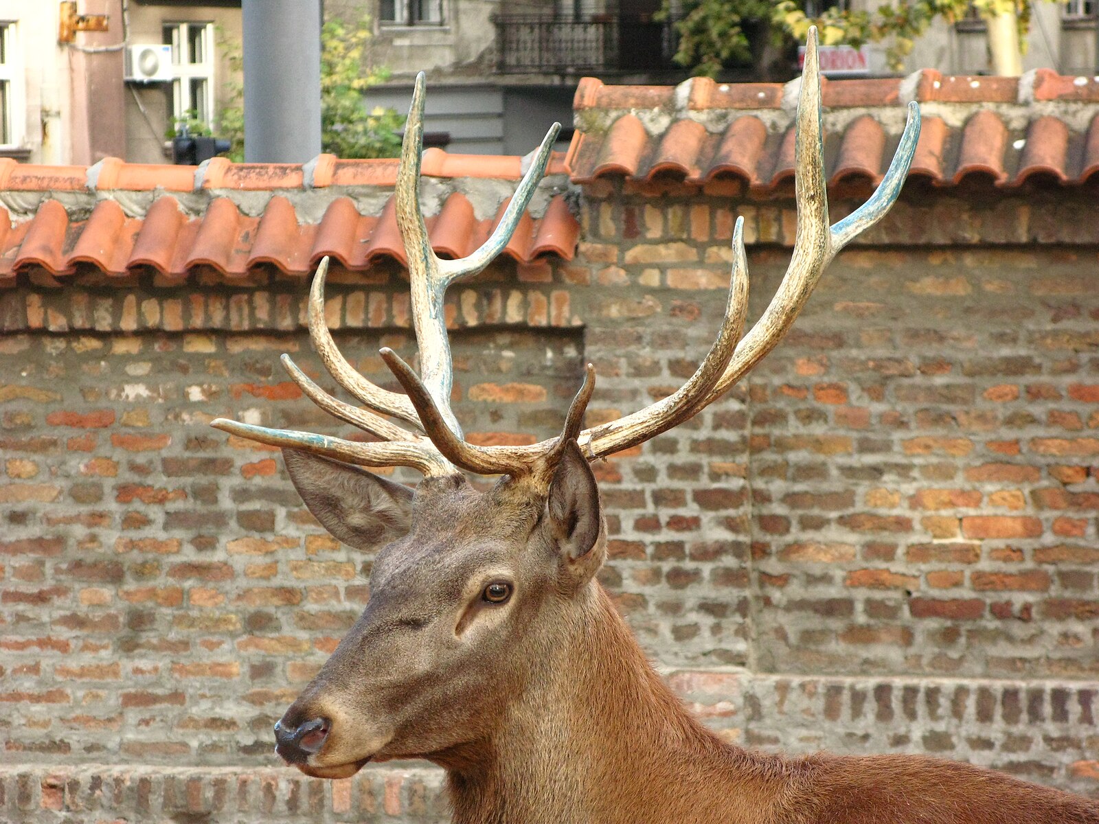 Exploring Belgrade Zoo: A Wildlife Oasis in Serbia’s Capital - Serbia.com