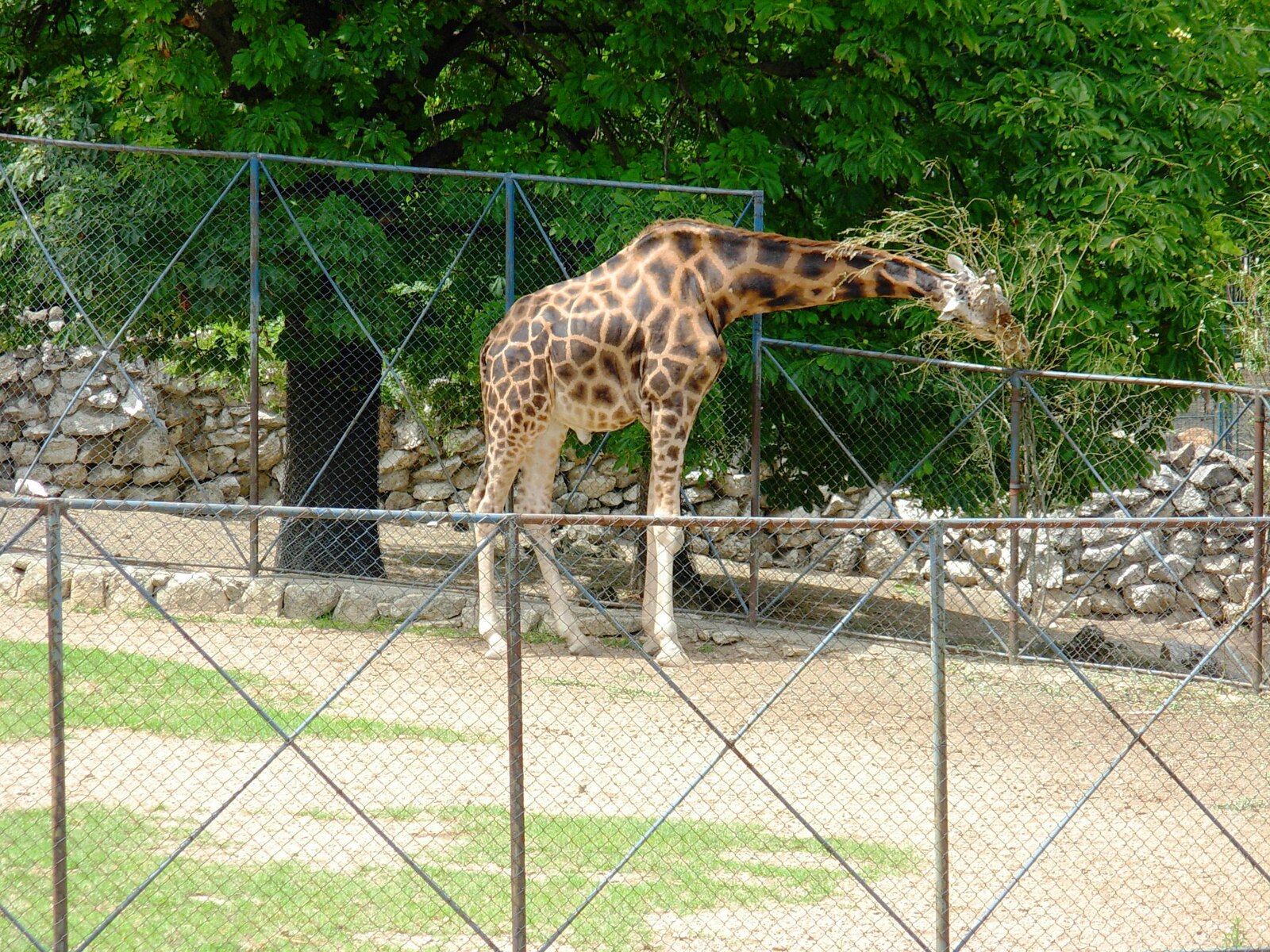 Exploring Belgrade Zoo: A Wildlife Oasis in Serbia’s Capital - Serbia.com
