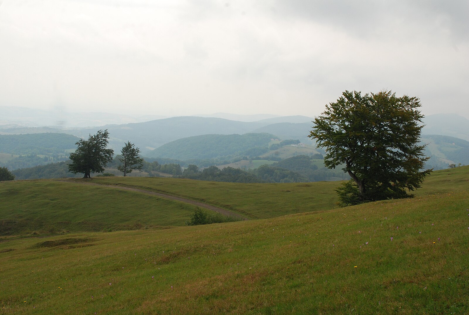 Kosjerić – A Hidden Gem Between Maljen, Povlen, and Divčibare - Serbia.com