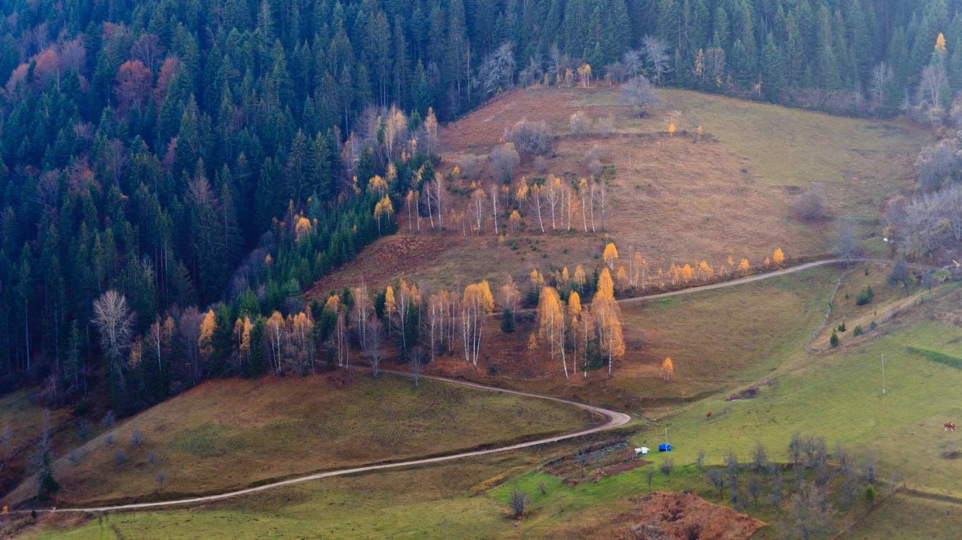 Pančićeva Omorika: The Story of Serbia’s Iconic Spruce - Serbia.com